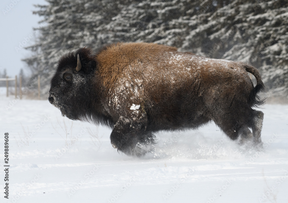 Bison charging through the snow Stock Photo | Adobe Stock