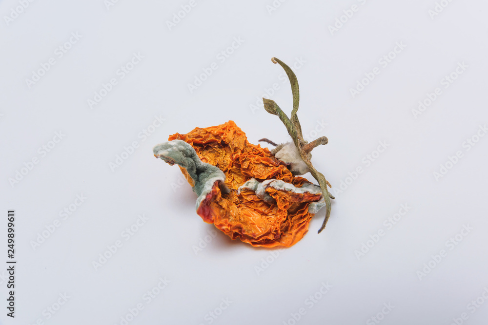 Dry rotten tomatoes. Mold on vegetables. Rotten product on white ...