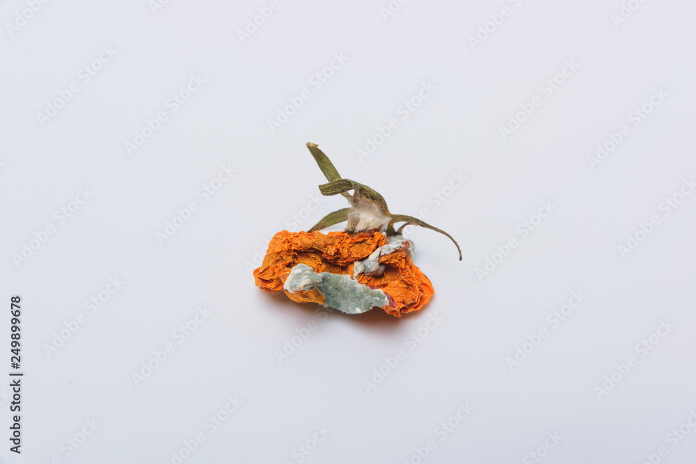 Dry rotten tomatoes. Mold on vegetables. Rotten product on white ...