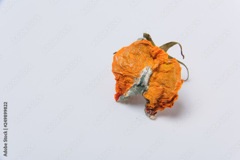 Dry rotten tomatoes. Mold on vegetables. Rotten product on white ...