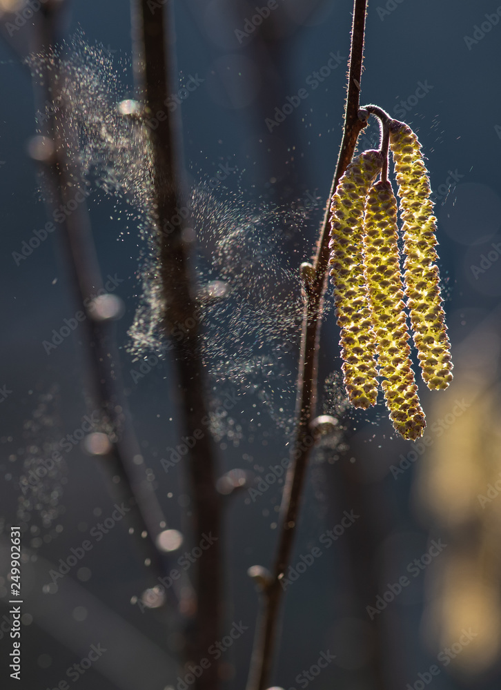 Haselblüte mit abfliegenden Pollen, Haselpollenflug nach Windstoß ...