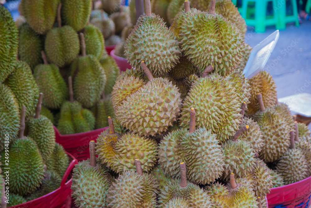 Durian, Durio zibethinus Murray, Durian from Thailand country Stock ...