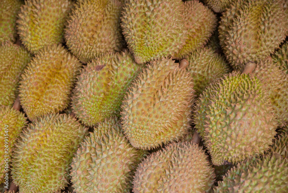 Durian, Durio zibethinus Murray, Durian from Thailand country Stock ...