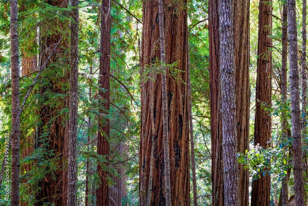 Giant Redwood Forest at Big Basin State Park Stock Photo | Adobe Stock