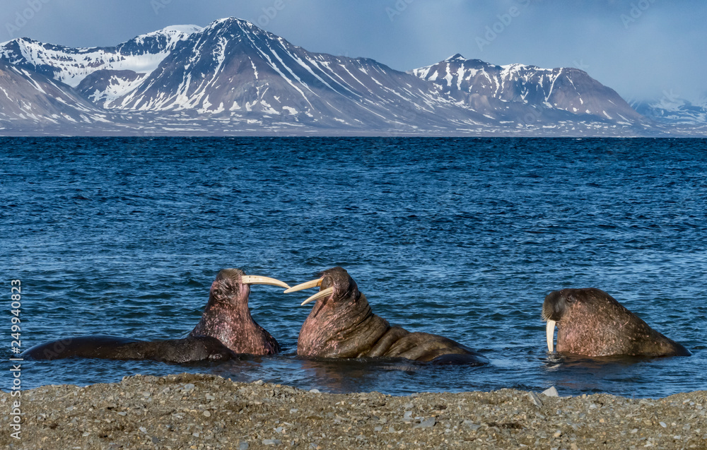 Walrus jousting Stock Photo | Adobe Stock