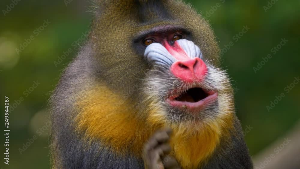 Mandrill scratching Stock Video | Adobe Stock