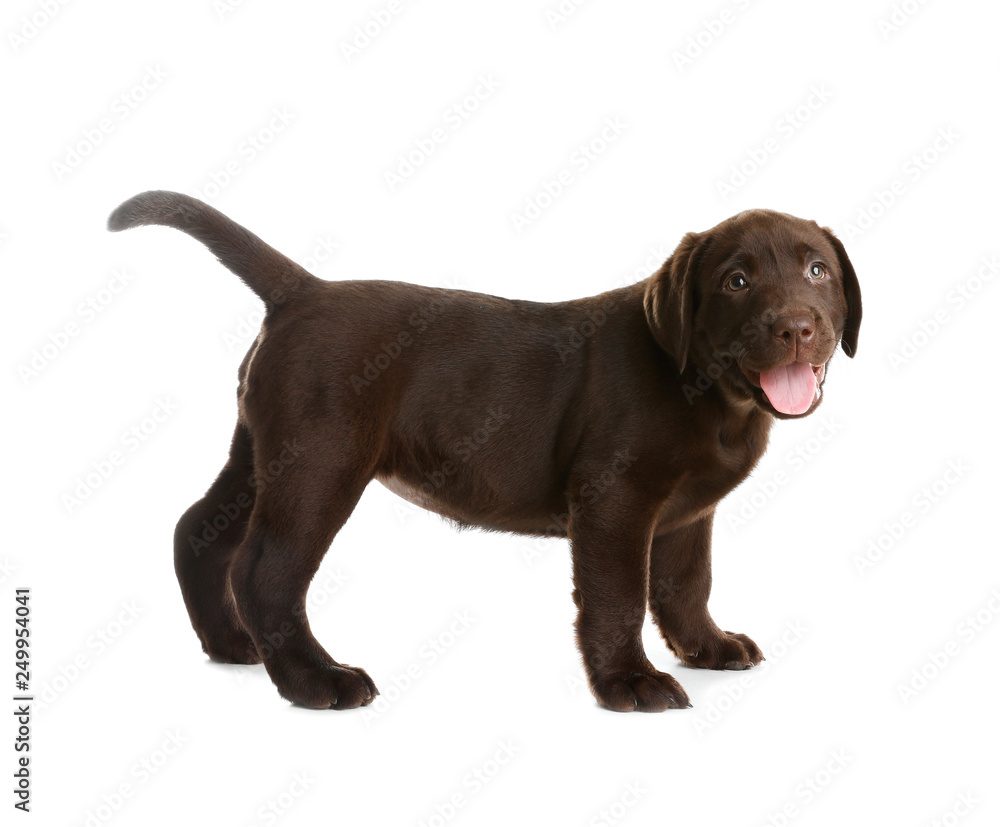 Chocolate Labrador Retriever puppy on white background Stock-Foto ...