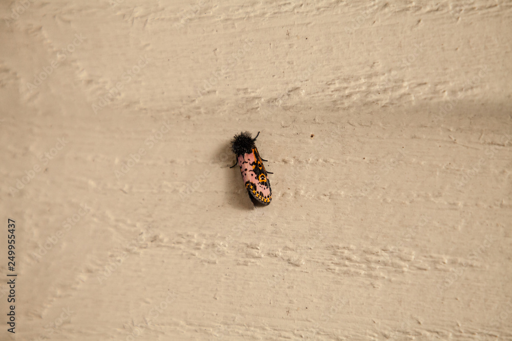 Pink body with a black fuzzy head, the Spanish Moth Xanthopastis ...