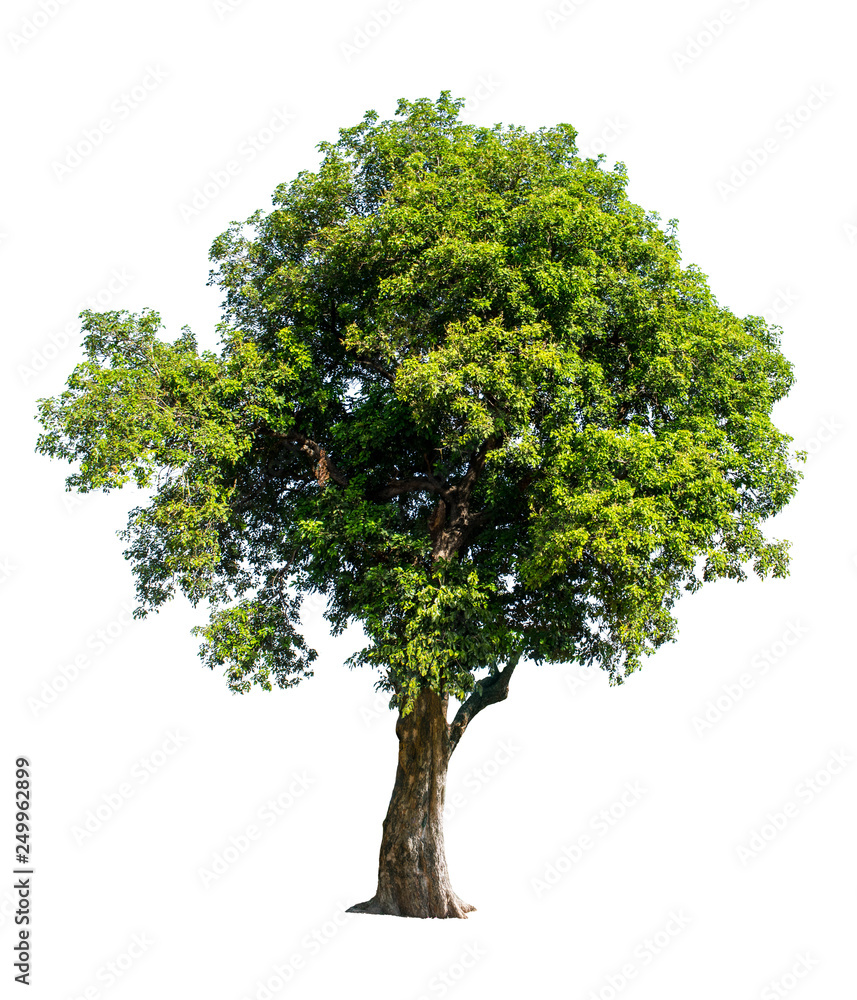 The tree is completely separated from the white ba background ...