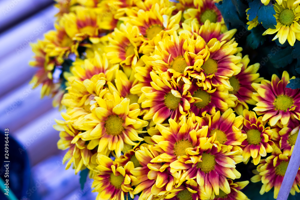 Chrysanthemum Indicum