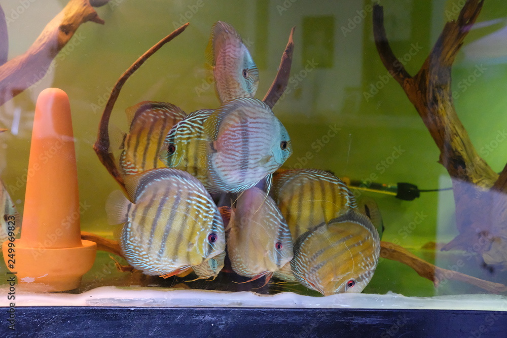 Discus fish swimming in tropical like waters Stock Photo | Adobe Stock