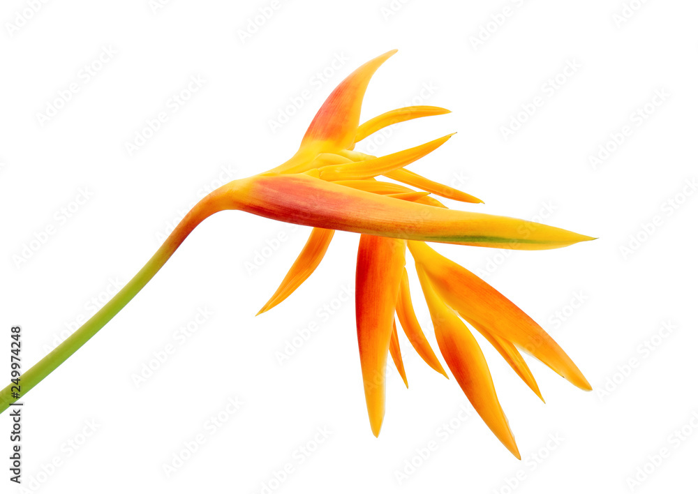 Heliconia psittacorum (Golden Torch) flowers, Tropical flowers isolated ...
