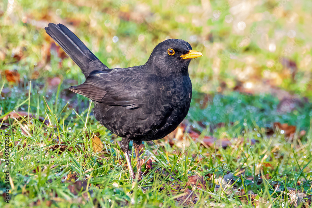 Common blackbird male searching for food It is also called Eurasian ...