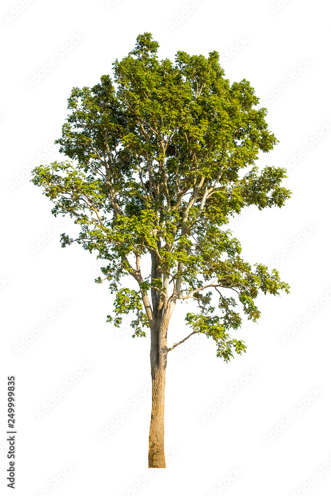 The tree is completely separated from the white ba background ...