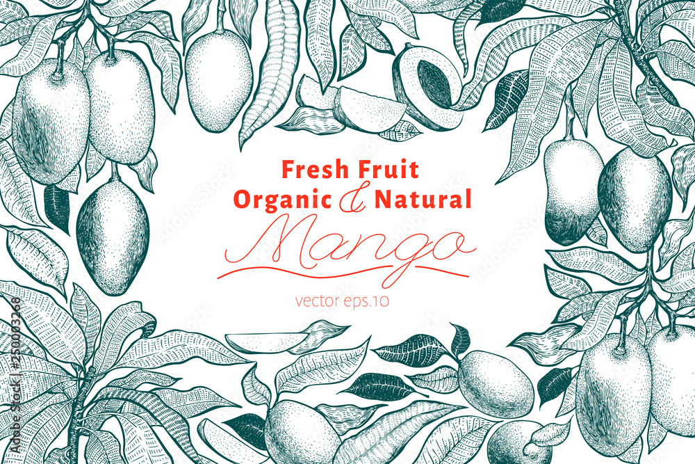 Mango tree vintage design template. Botanical mango fruit frame ...