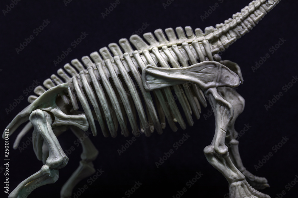 Brontosaurus Dinosaur skeleton model, torso Stock Photo | Adobe Stock