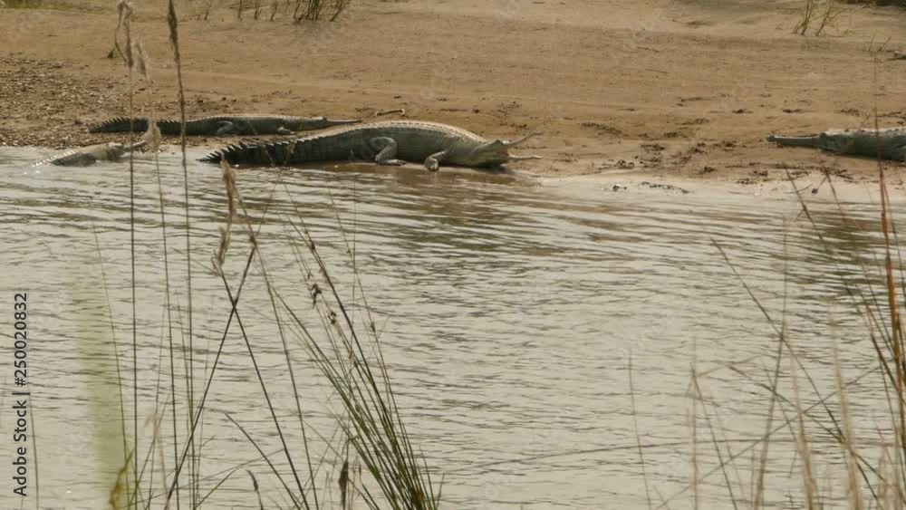 Large Gharial or gavial fish-eating crocodile relaxing on the beach of ...