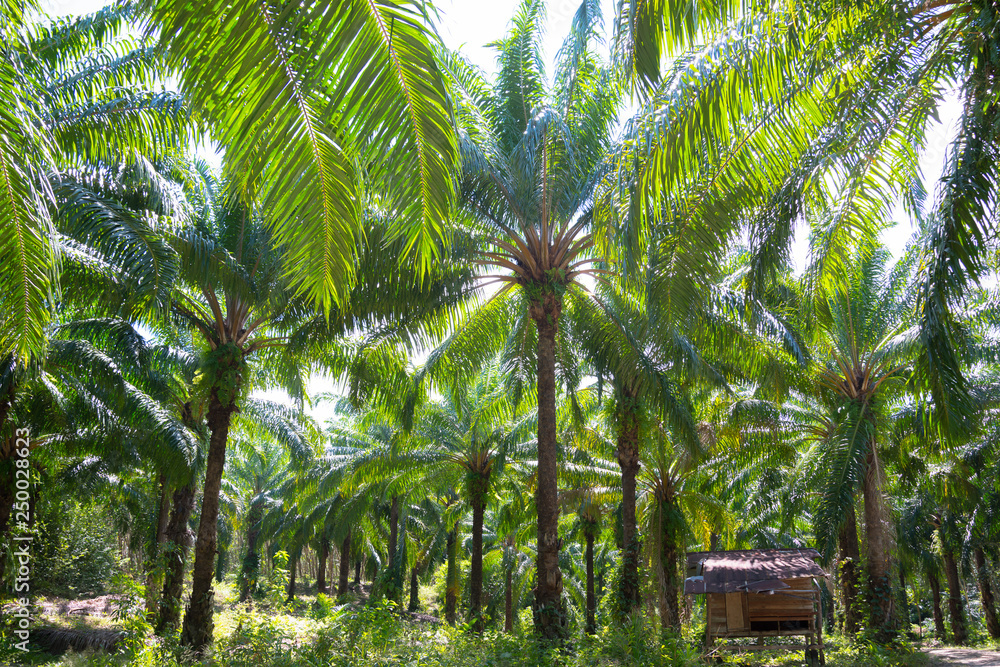 Oil palm tree Stock Photo | Adobe Stock