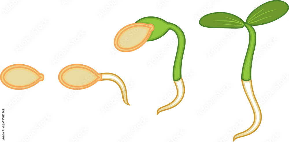 Sequential stages of pumpkin seed germination isolated on white ...