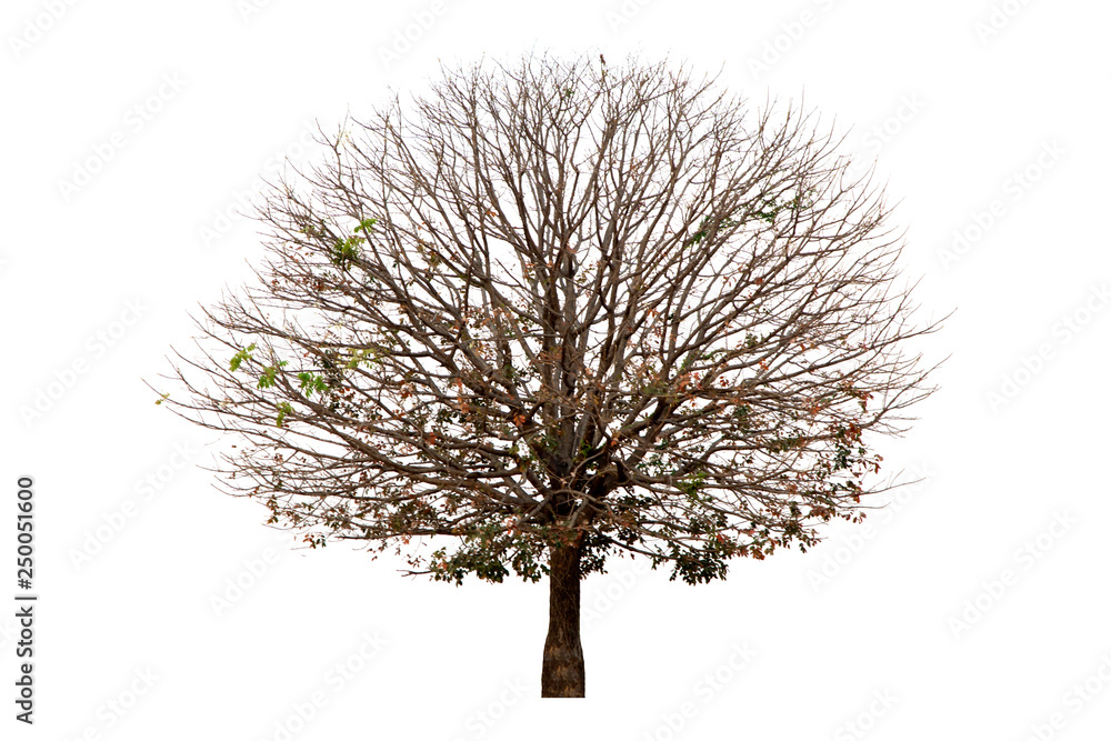 Deciduous tree isolated on white background. Stock Photo | Adobe Stock