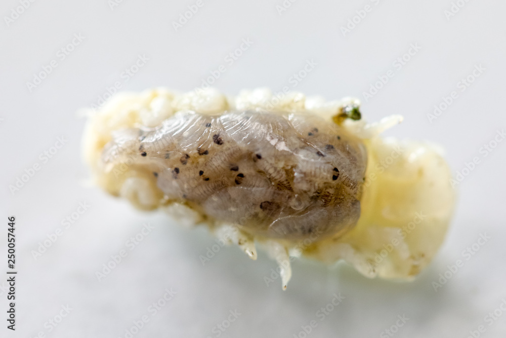 Isopoda (class Crustacea), Isopods live in the sea, in fresh water ...