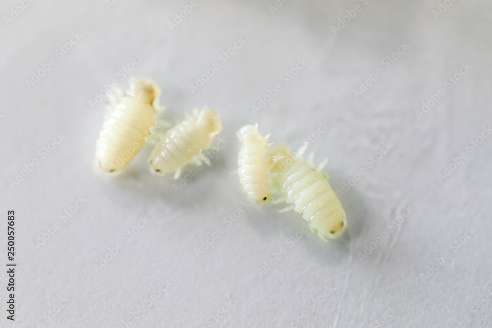 Isopoda (class Crustacea), Isopods live in the sea, in fresh water ...