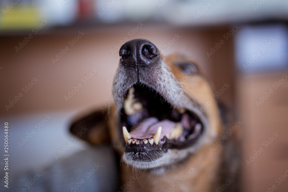 Dog Teeth Smile