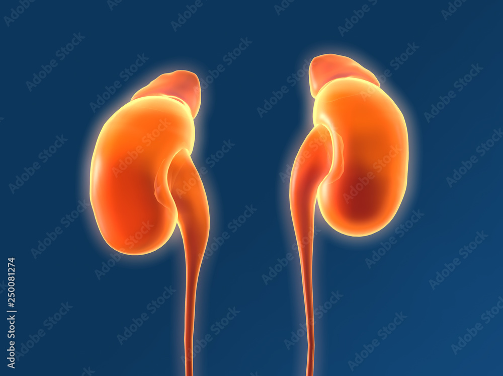 Human kidney with adrenal glands and ureter, medically illustration ...
