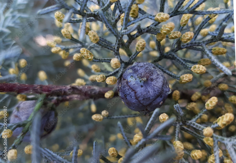 Round blue cone of cupressus arizonica against the scaly leaves Stock ...