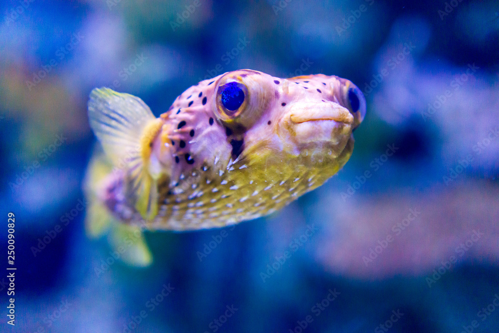 Smiling Puffer Fish Stock Photo | Adobe Stock