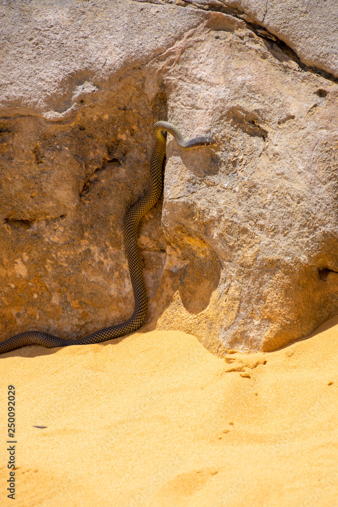 Sand snake at the pinnacles desert in Western Australia in hot sun ...