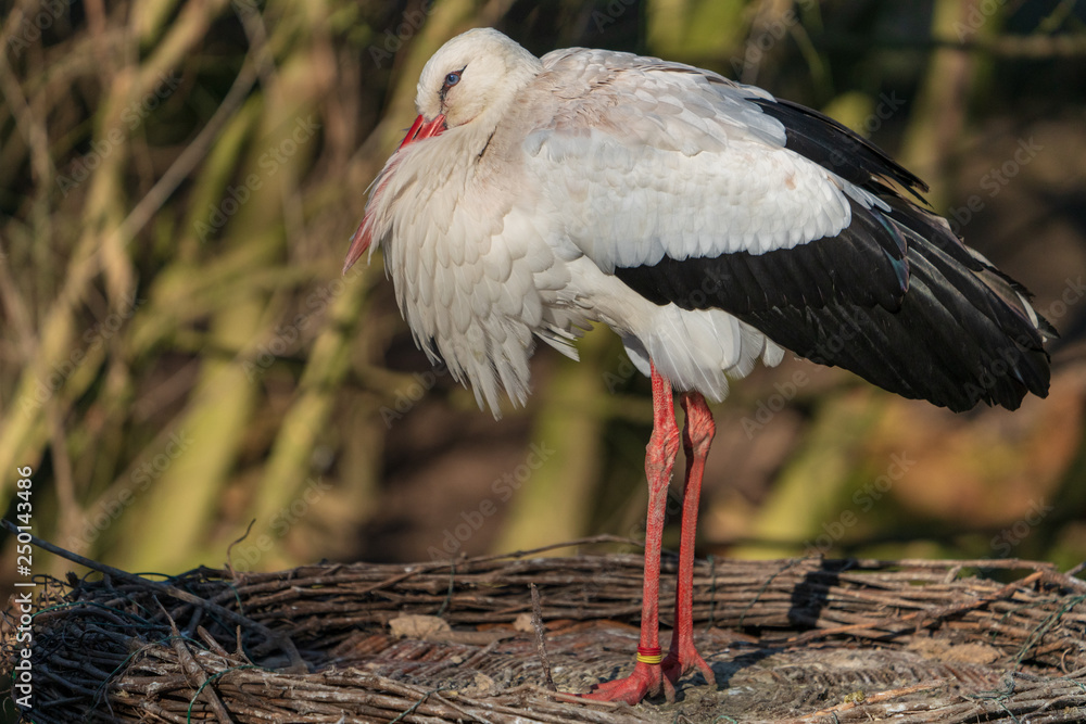 Storch Stock Photo | Adobe Stock