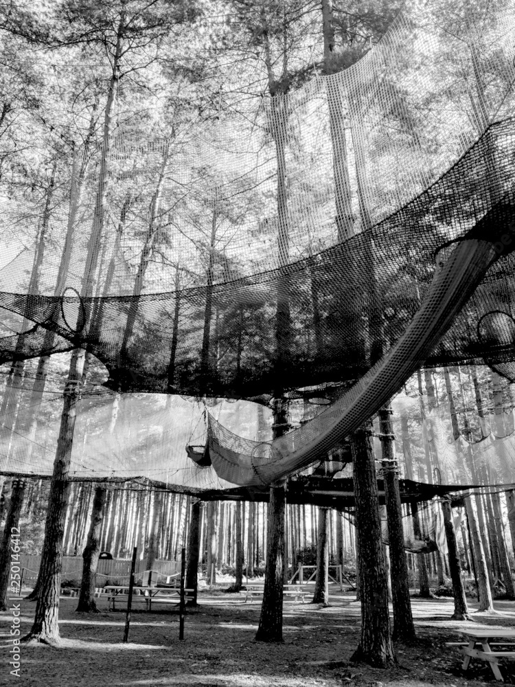 Outdoor tree-top outdoor adventure/activity equipment among the pine ...