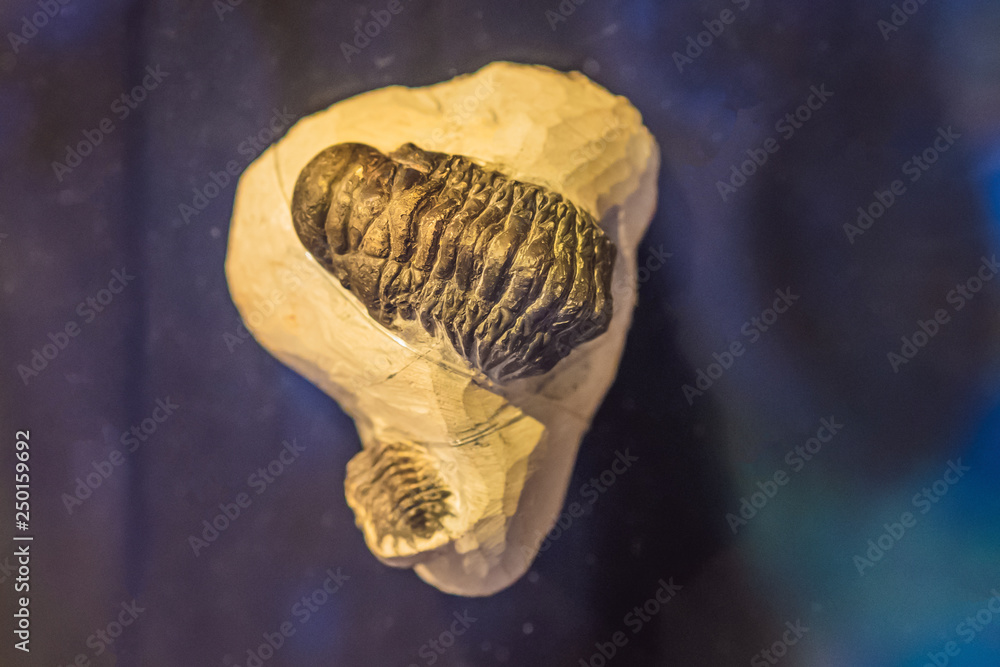 Foto de Ancient trilobites in a stone. 500 million Year old Trilobite ...
