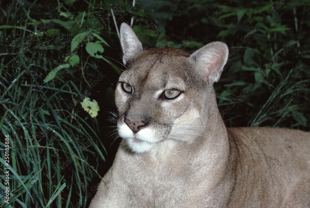 Eastern Cougar (Puma Concolor Couguar). This photograph was taken in ...