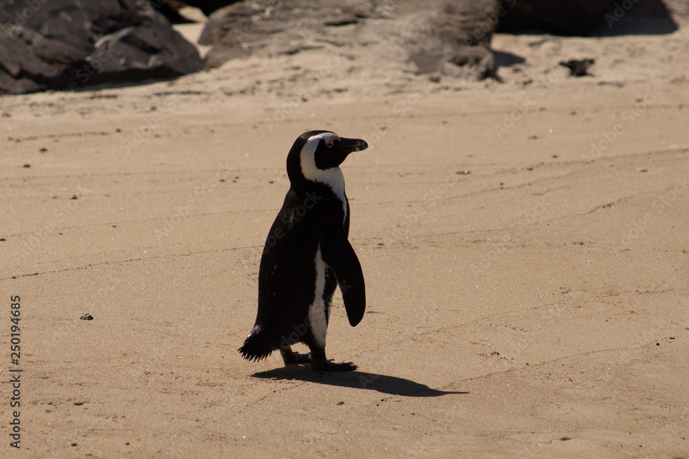 Cuteness overload: funny african penguins living free in south african ...