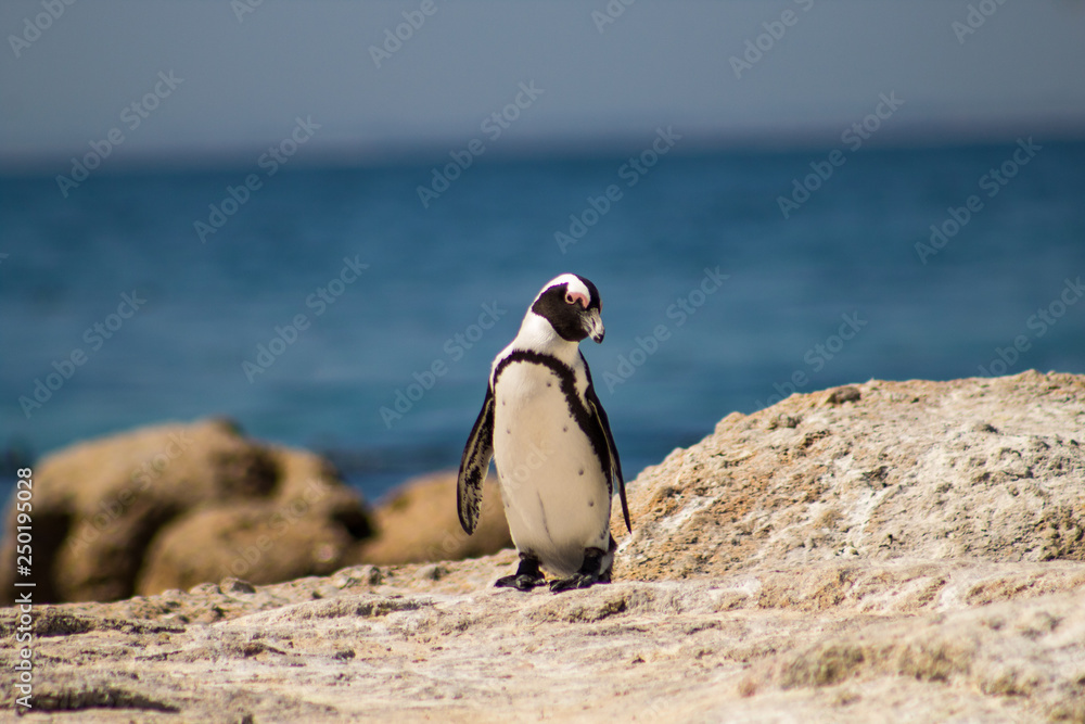 Cuteness overload: funny african penguins living free in south african ...