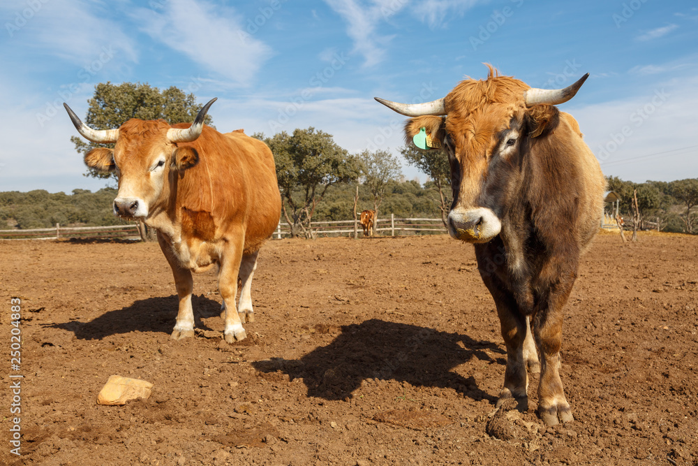 Toros castrados. Bueyes en la granja. Ganadería. Jiménez de Jamuz, León ...