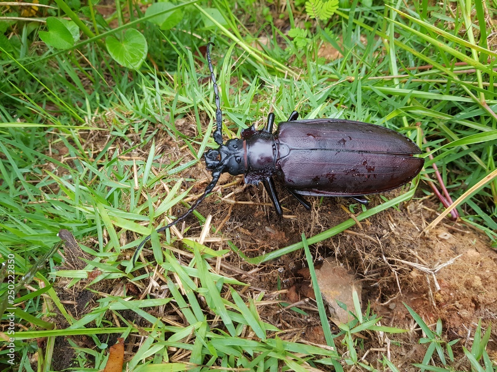 Titan beetle (Titanus giganteus) Cerambycidae family. Location ...