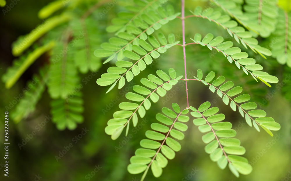 Small leaves on the branches of trees in the park Stock Photo | Adobe Stock
