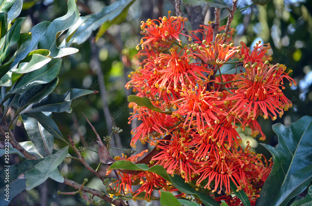 Firewheel Tree