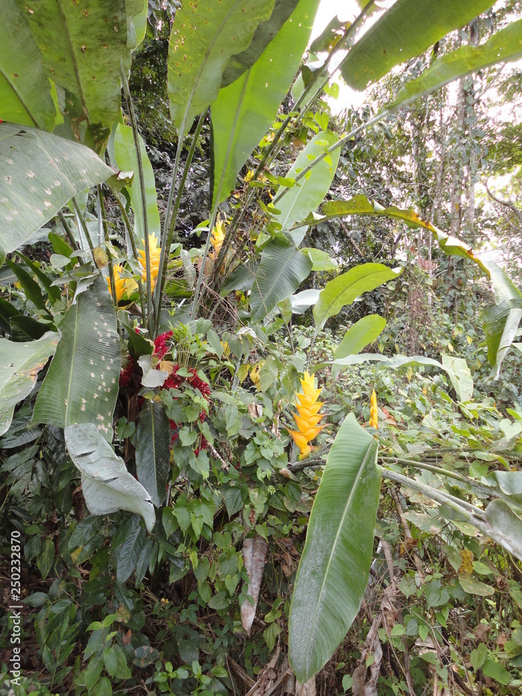Fleurs de Balisier sauvage Stock Photo | Adobe Stock