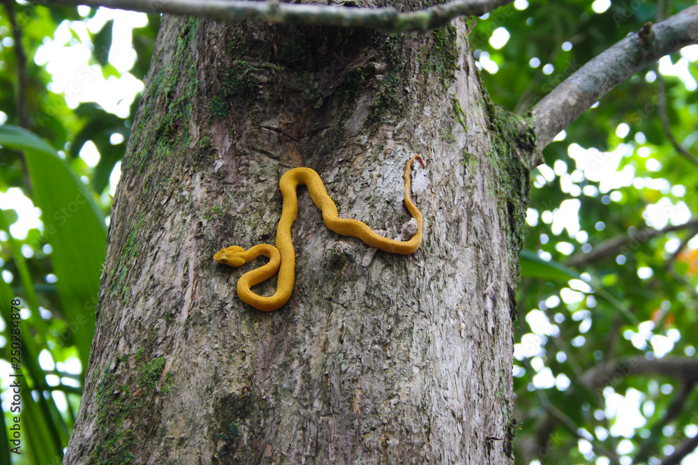 Yellow snake in the tree - Costa Rica Tortuguero national park Stock ...