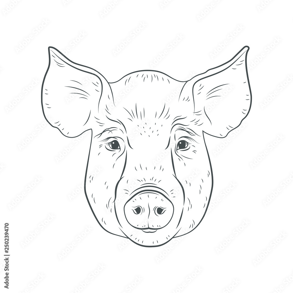 Pig head isolated on white background. Hog, pork, piglet, swine, boar ...