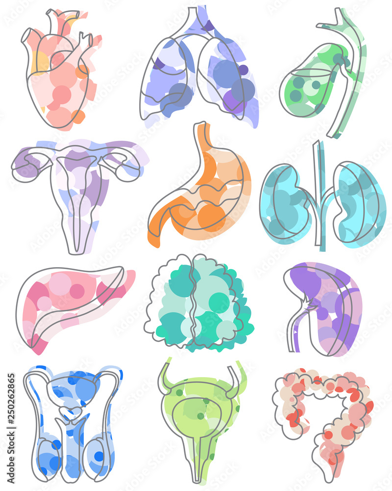 Abstract vector organs. Parts of human body: heart, lungs, stomach ...