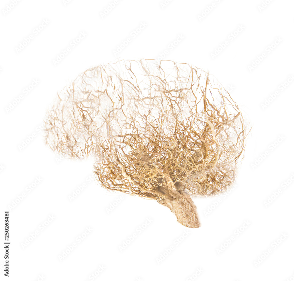 Concept human brain made from roots of tree on white background. Stock ...