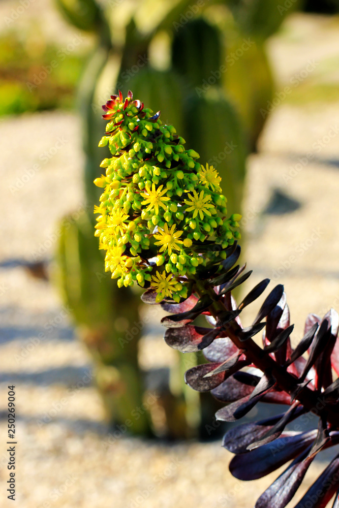 Aeonium Cyclops Flower