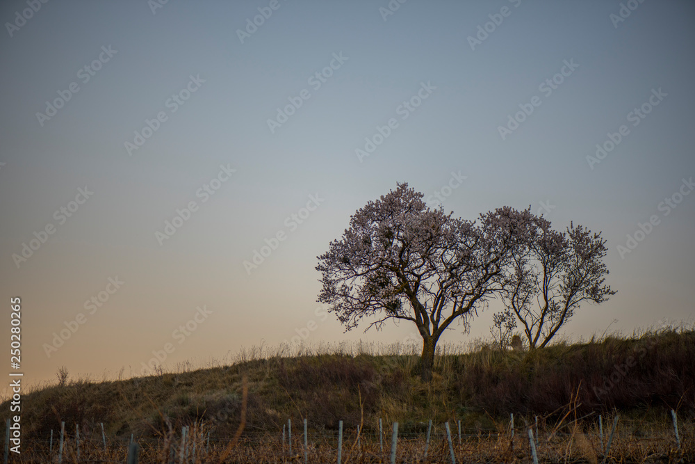 Árboles paisajes relajación tranquilidad bosque monte zen Stock Photo ...