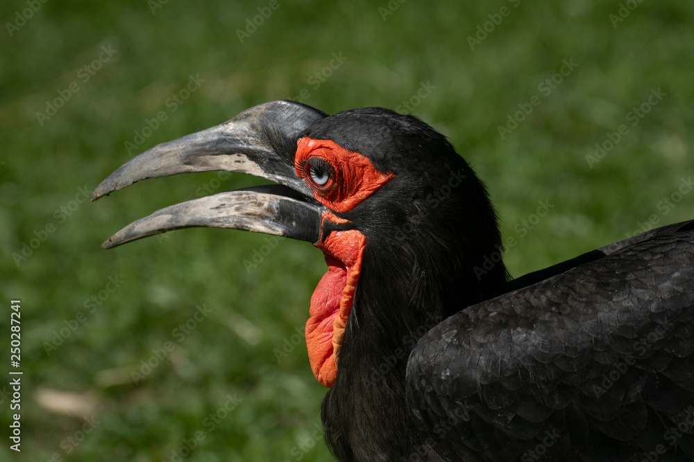 Calao Terrestre Sureño ( Bucorvus leadbeateri ) Southern Ground ...