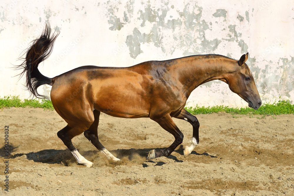 Golden buckskin Akhal Teke stallion runs in a paddock along white wall ...